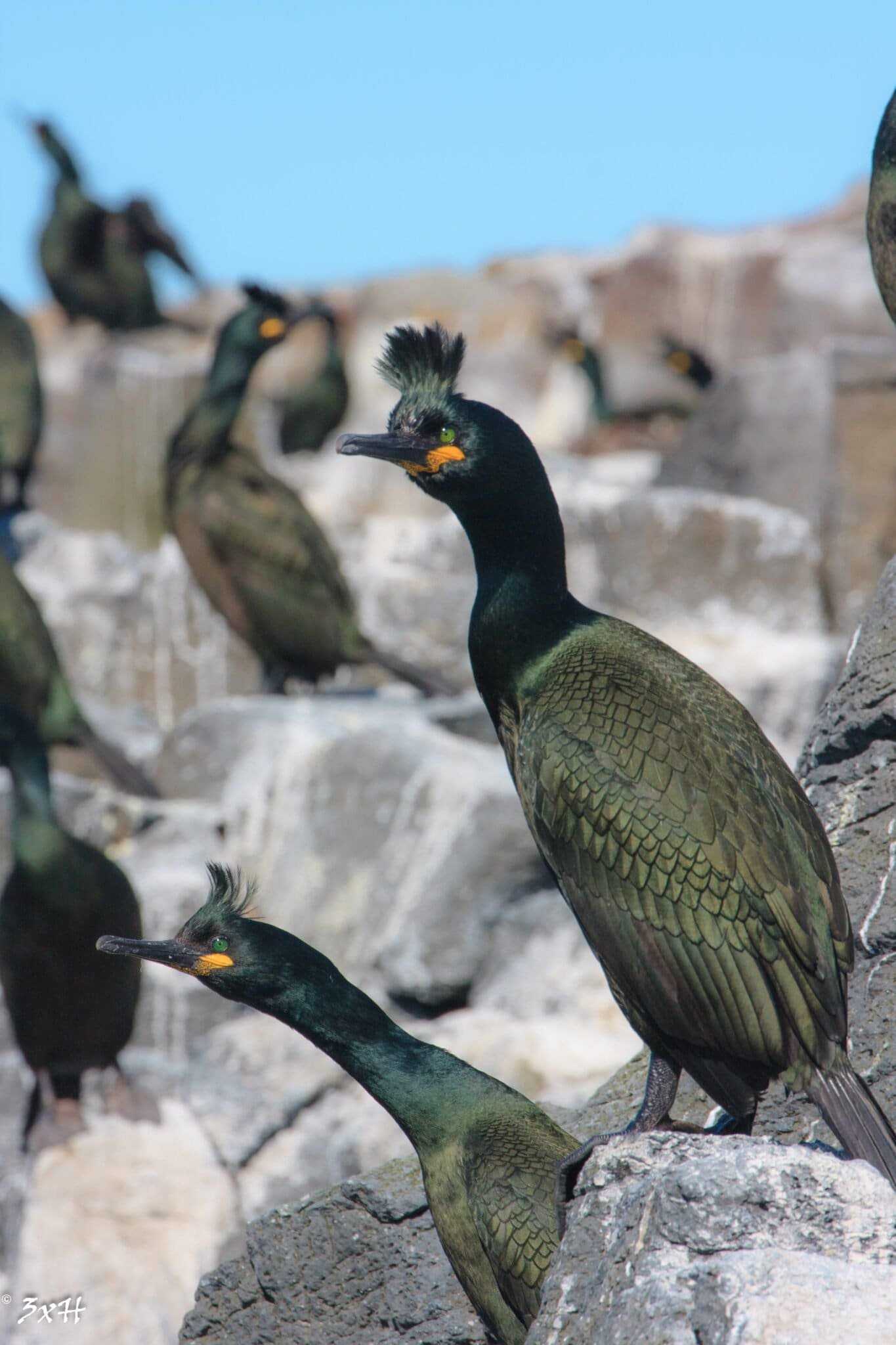 European shag - SEATRACK