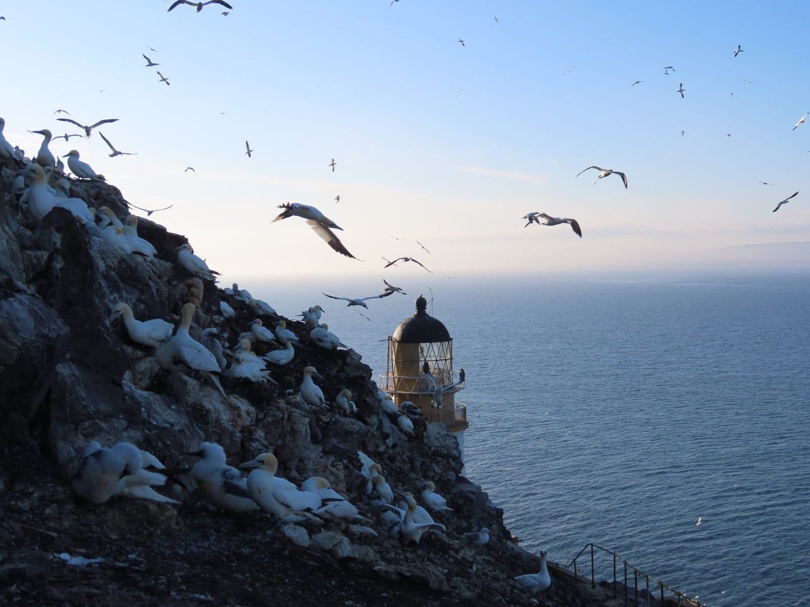 Northern gannet - SEATRACK