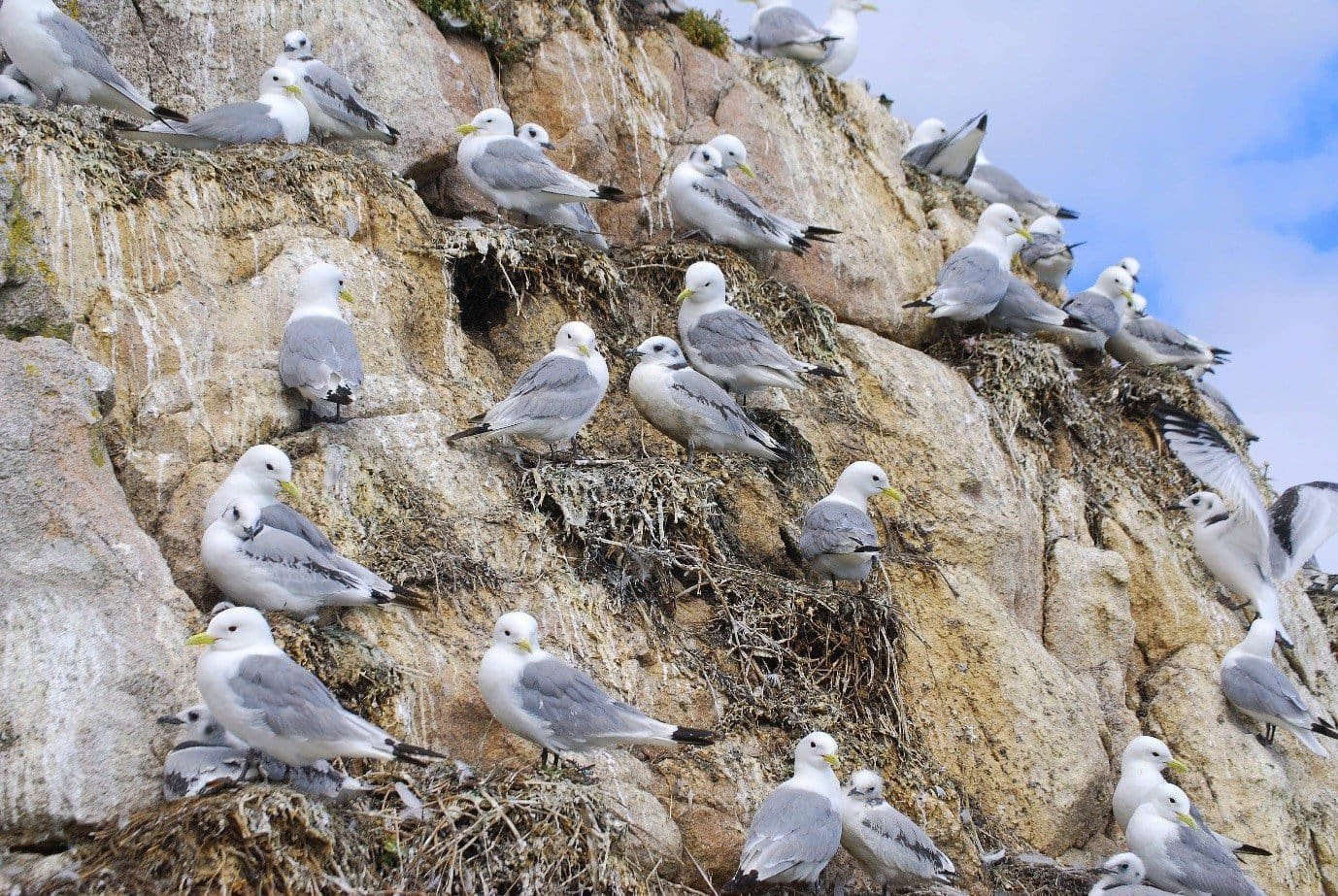 Rockabill - SEATRACK