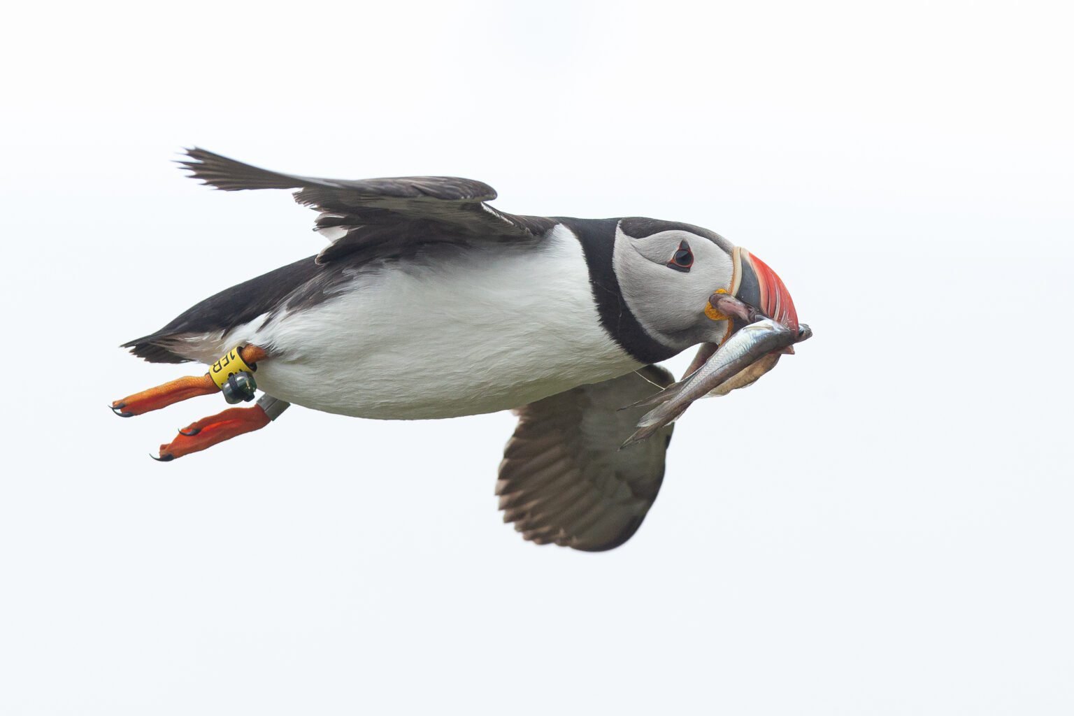 Atlantic puffin - SEATRACK