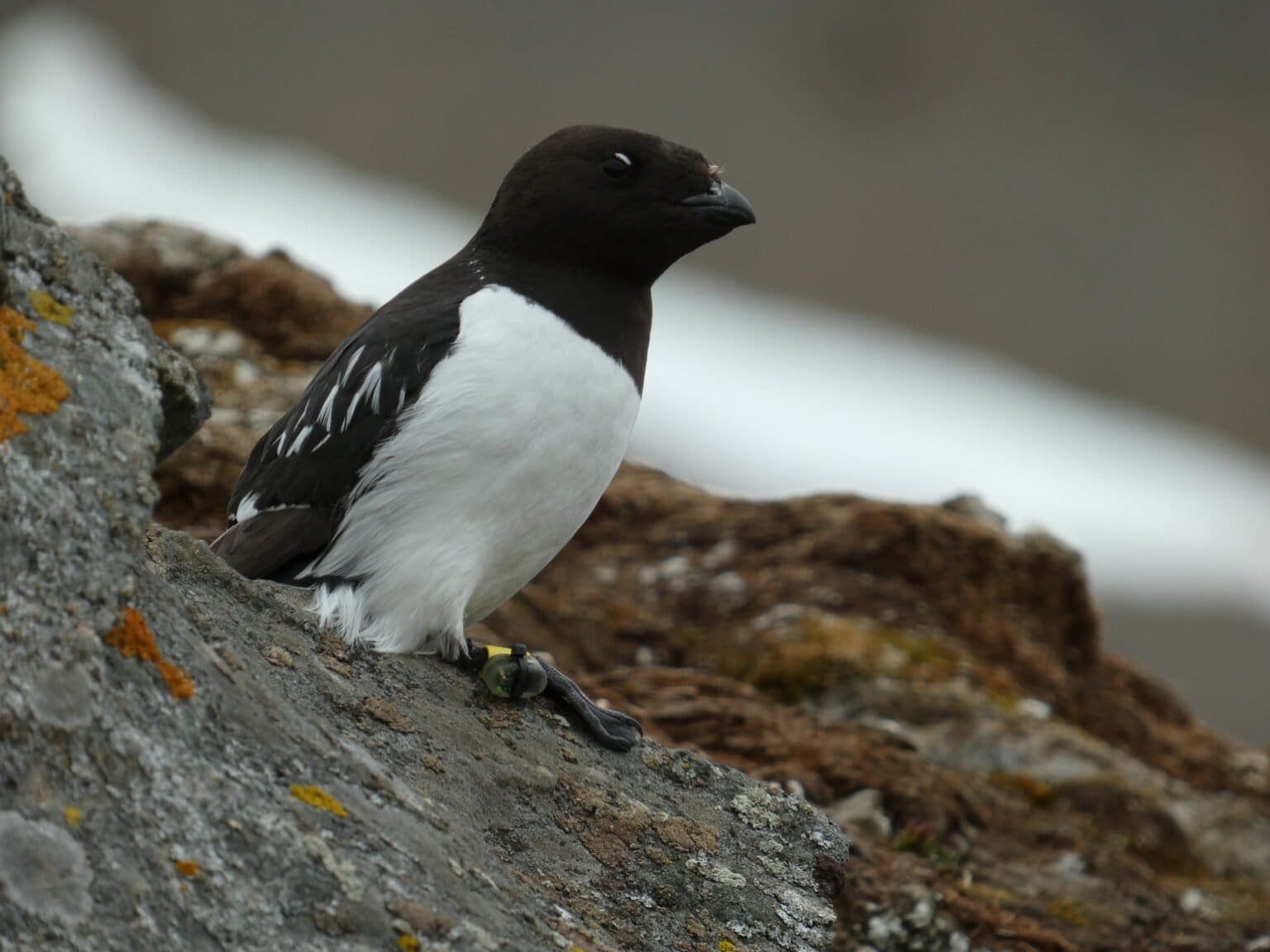 Little auk - SEATRACK