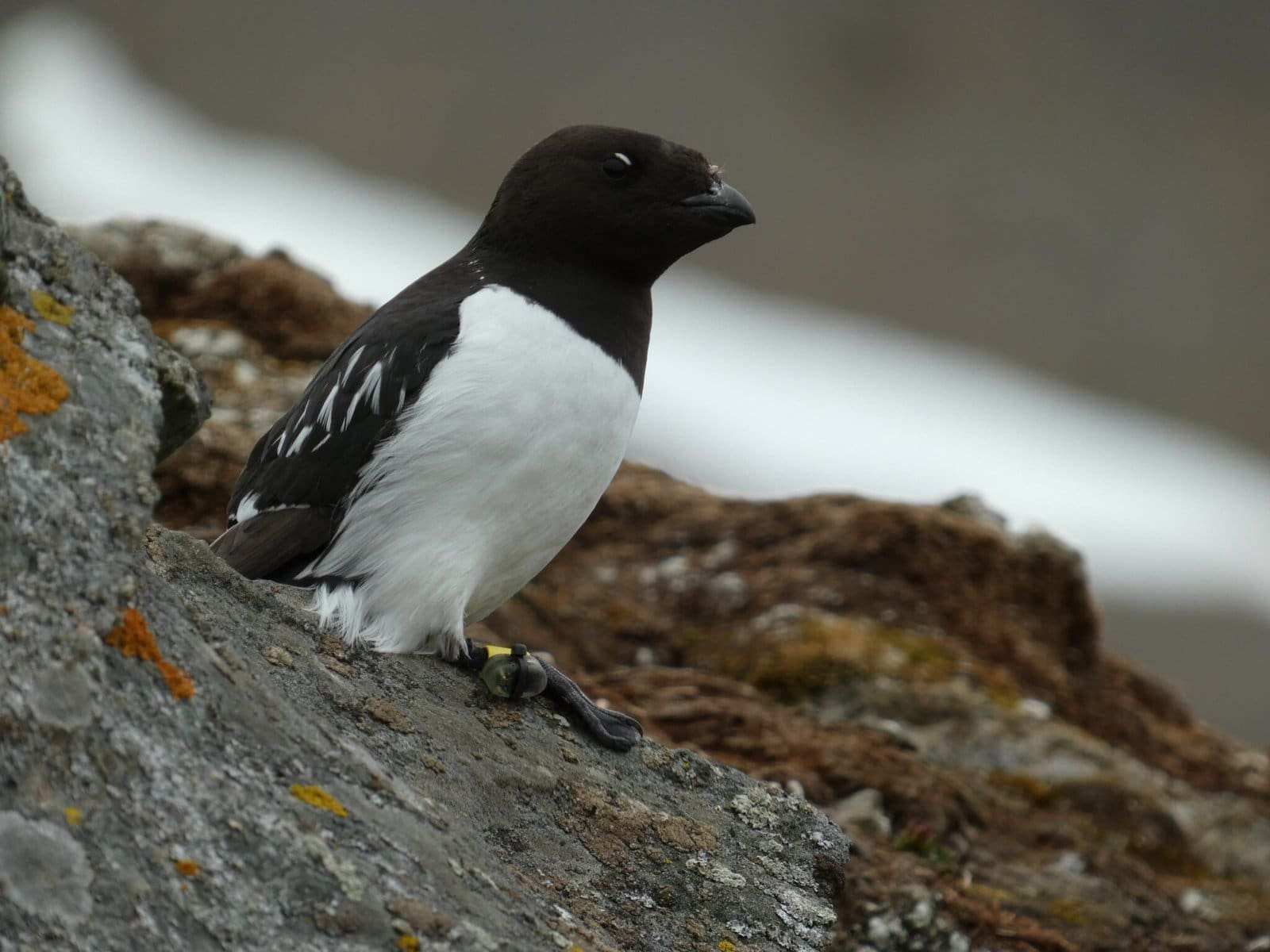 Little auk - SEATRACK