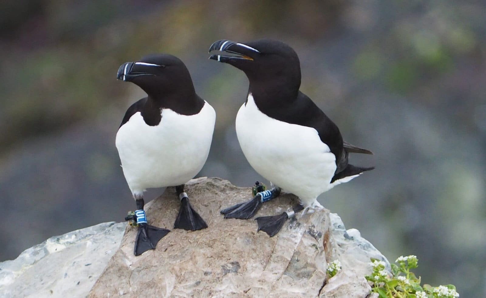 Razorbill - SEATRACK