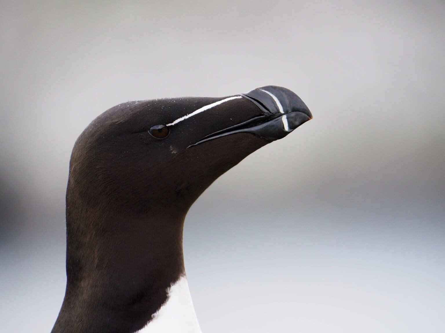 Razorbill - SEATRACK
