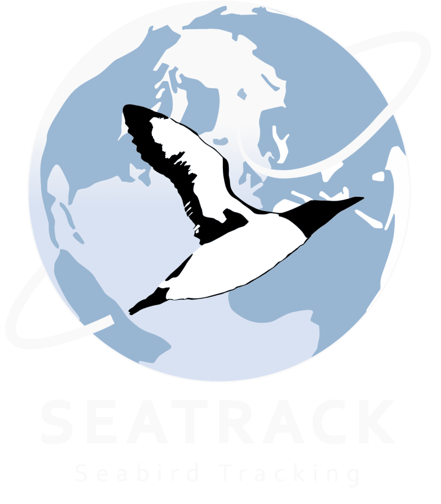 Northern gannet - SEATRACK